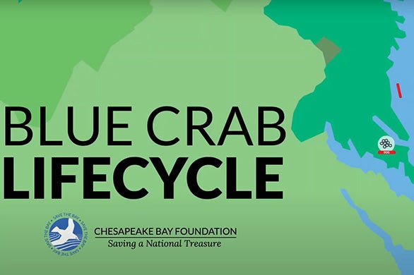 Life Cycle Of A Blue Crab