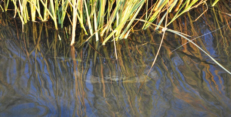 Why Is the Chesapeake Bay Blue Crab Population Crashing? • Chesapeake ...