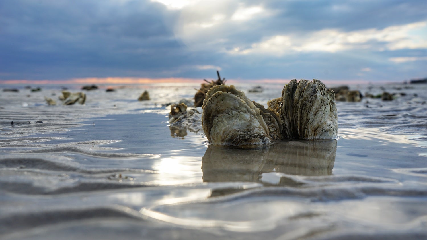 Eastern Oysters • Chesapeake Bay Foundation