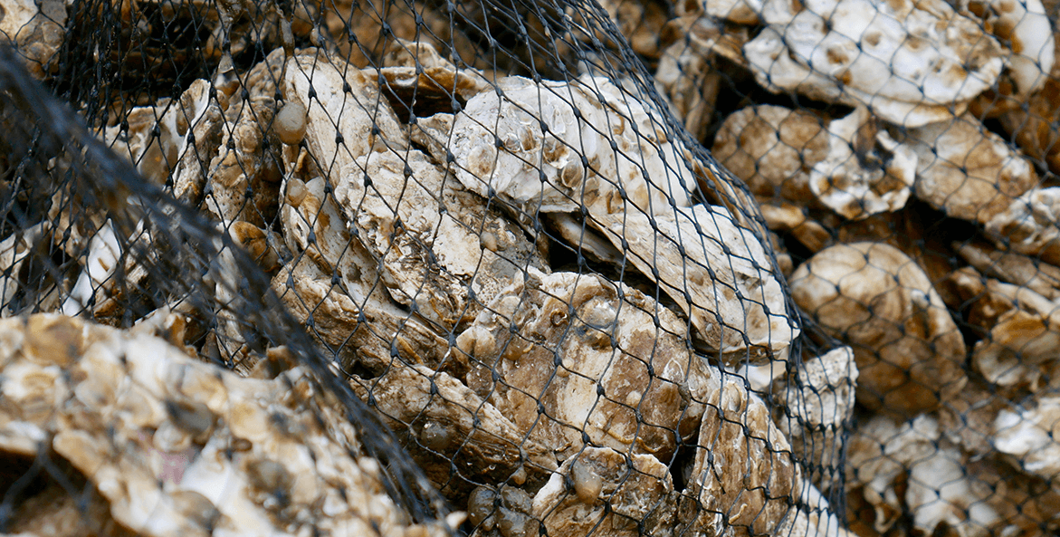 Maryland New Oyster Gardener Workshop Schedule • Chesapeake Bay Foundation