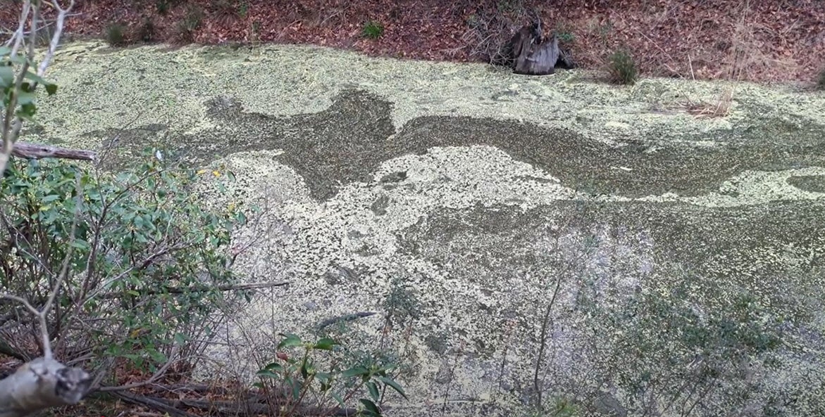 Pollen on the Water in James City County, VA • Chesapeake Bay Foundation