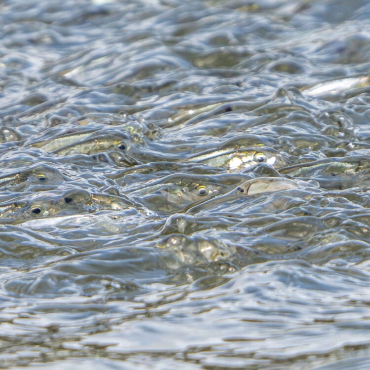 Home • Chesapeake Bay Foundation