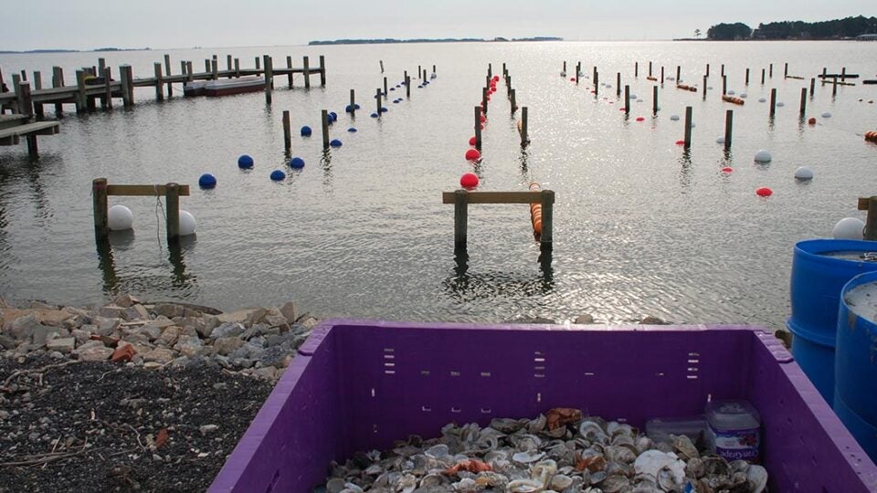 Shellfish Aquaculture • Chesapeake Bay Foundation