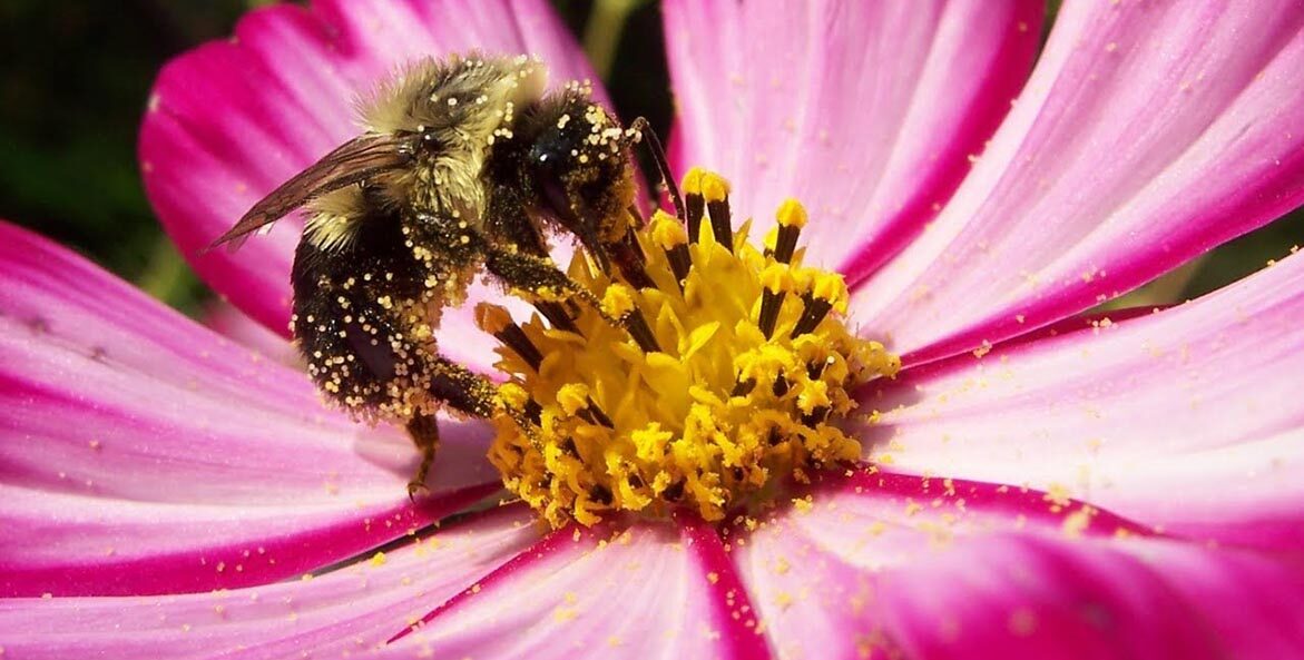 Creating a Backyard Buffet for Birds, Bees, and Butterflies ...