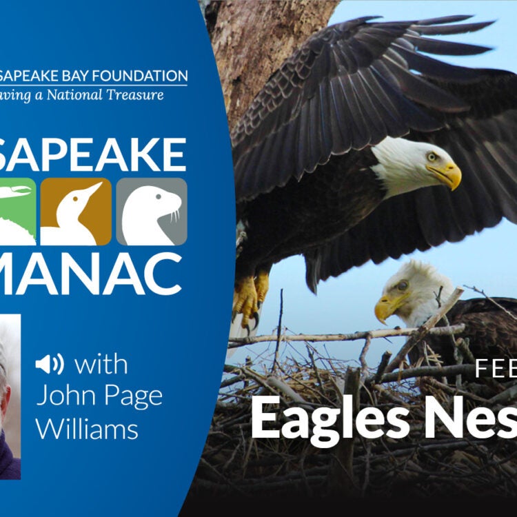 February: Eagles Nesting • Chesapeake Bay Foundation