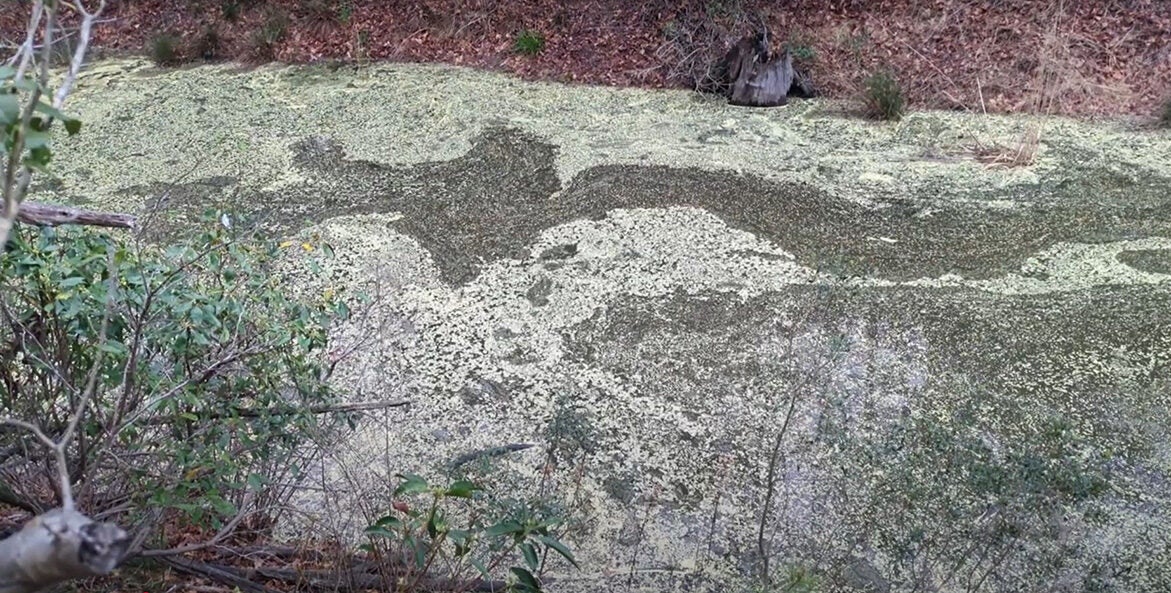 Pollen on the Water in James City County, VA • Chesapeake Bay Foundation