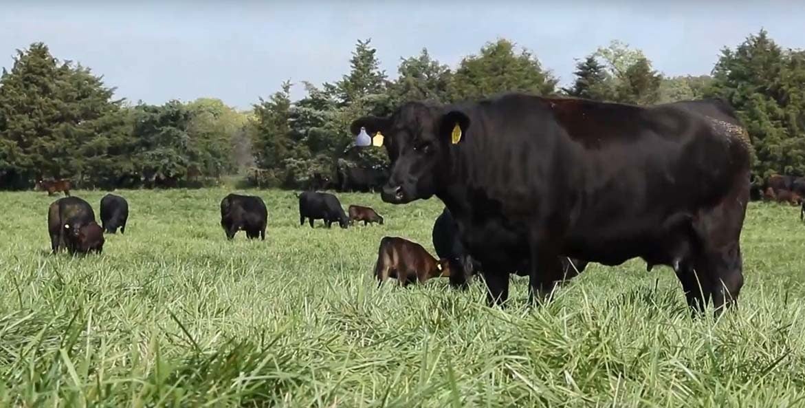 Rotational Grazing: Green Grass, Healthy Cattle, Clean Streams ...
