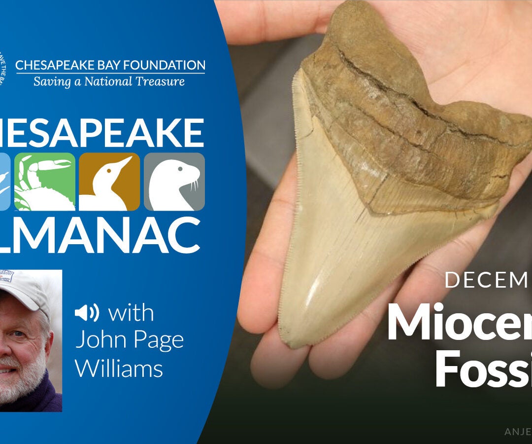 December: Miocene Fossils • Chesapeake Bay Foundation