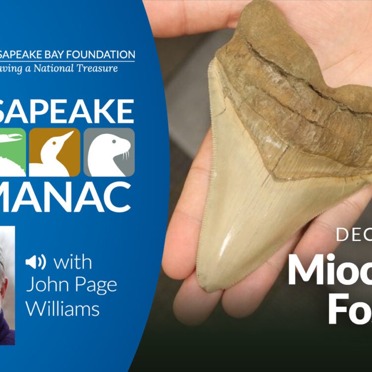 December: Miocene Fossils • Chesapeake Bay Foundation